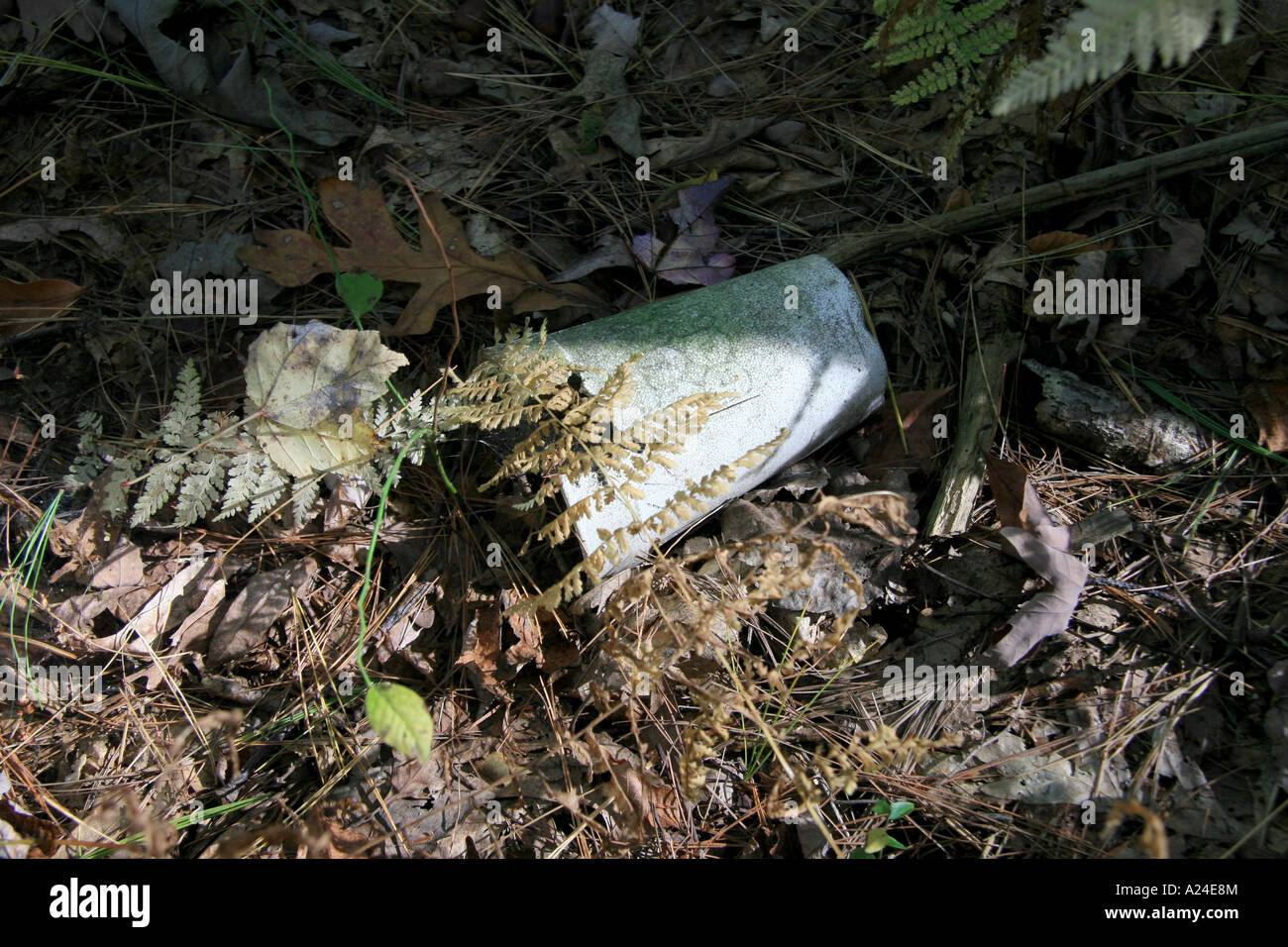 Old styrofoam cup decomposing in woods Stock Photo - Alamy