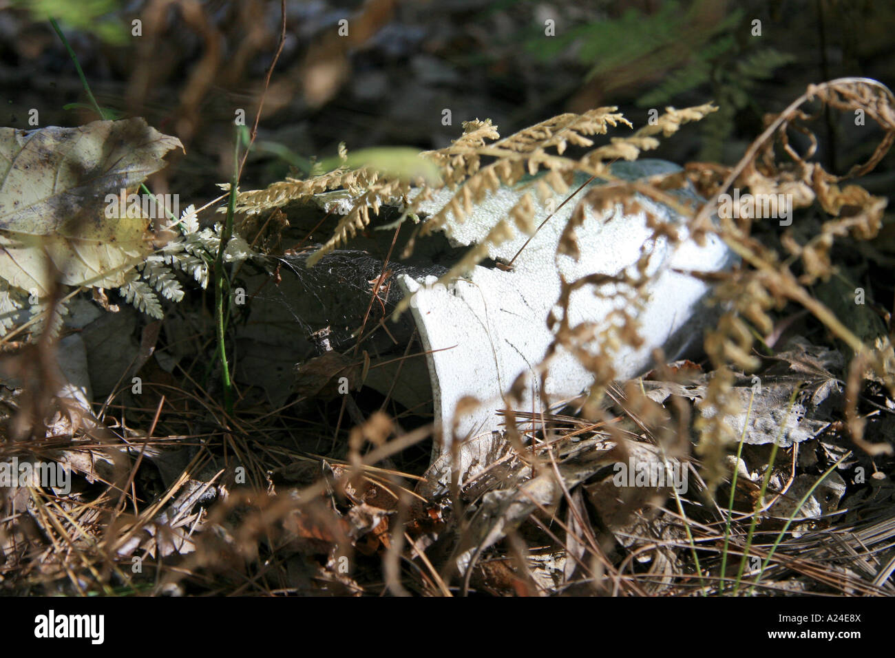 A decomposing styrofoam cup provides a home for a spider or other ...
