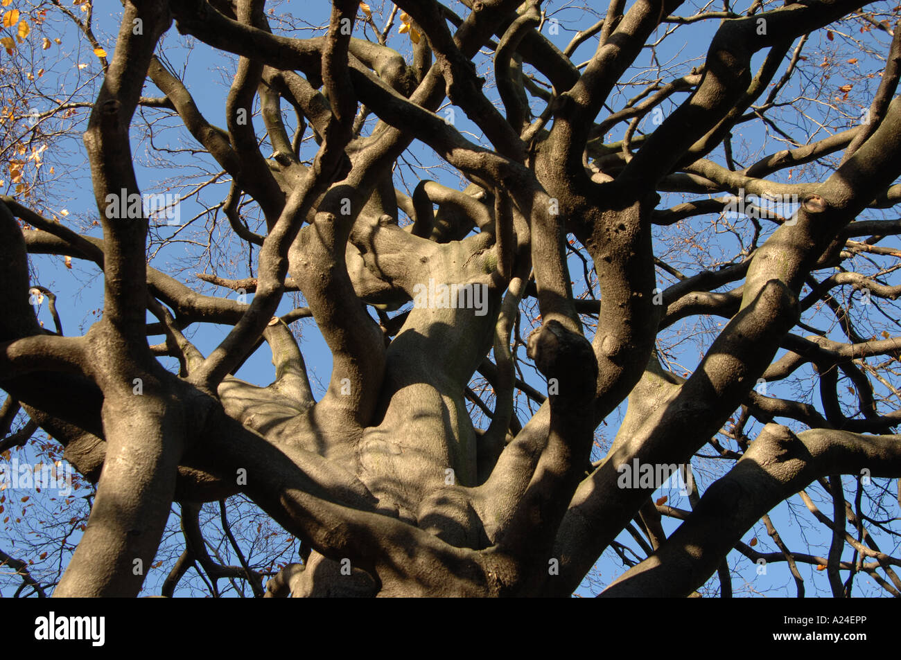Gnarled tree branches hi-res stock photography and images - Alamy