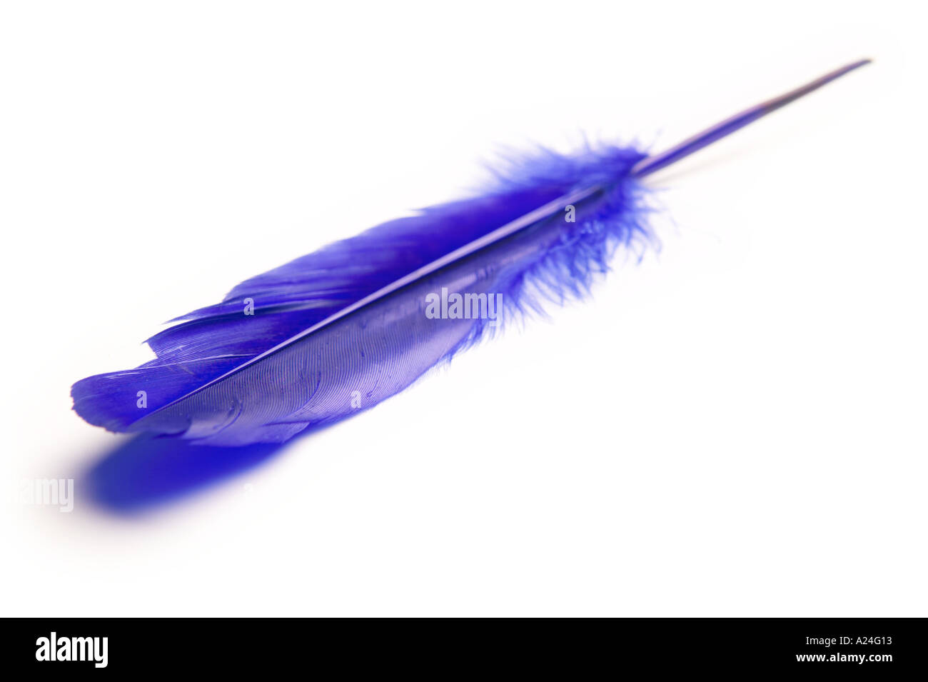 Single Blue Feather Closeup Stock Photo - Alamy