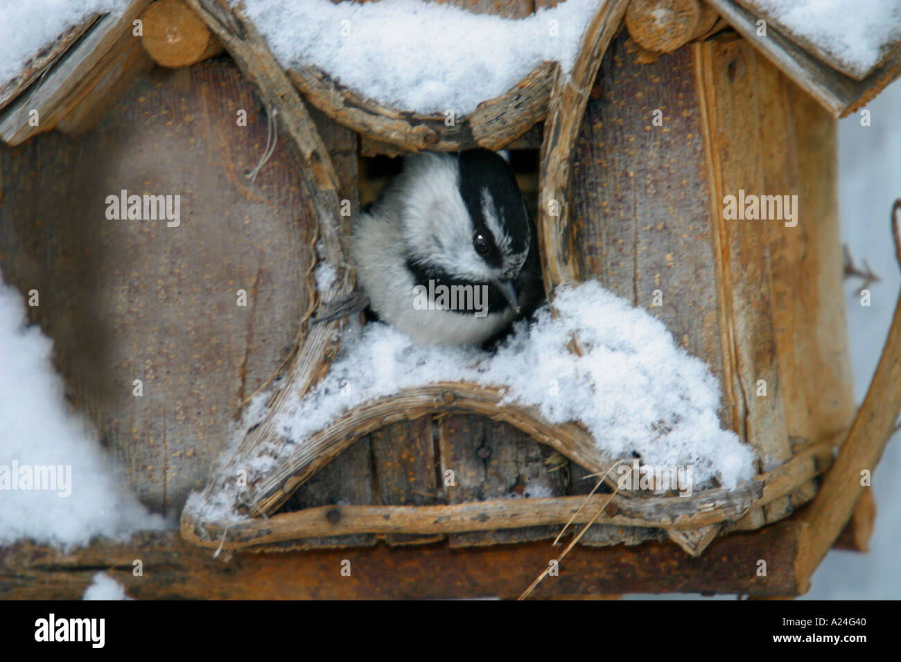 Birds of North America Mountain chickadee, Poecile gambeli Stock Photo ...