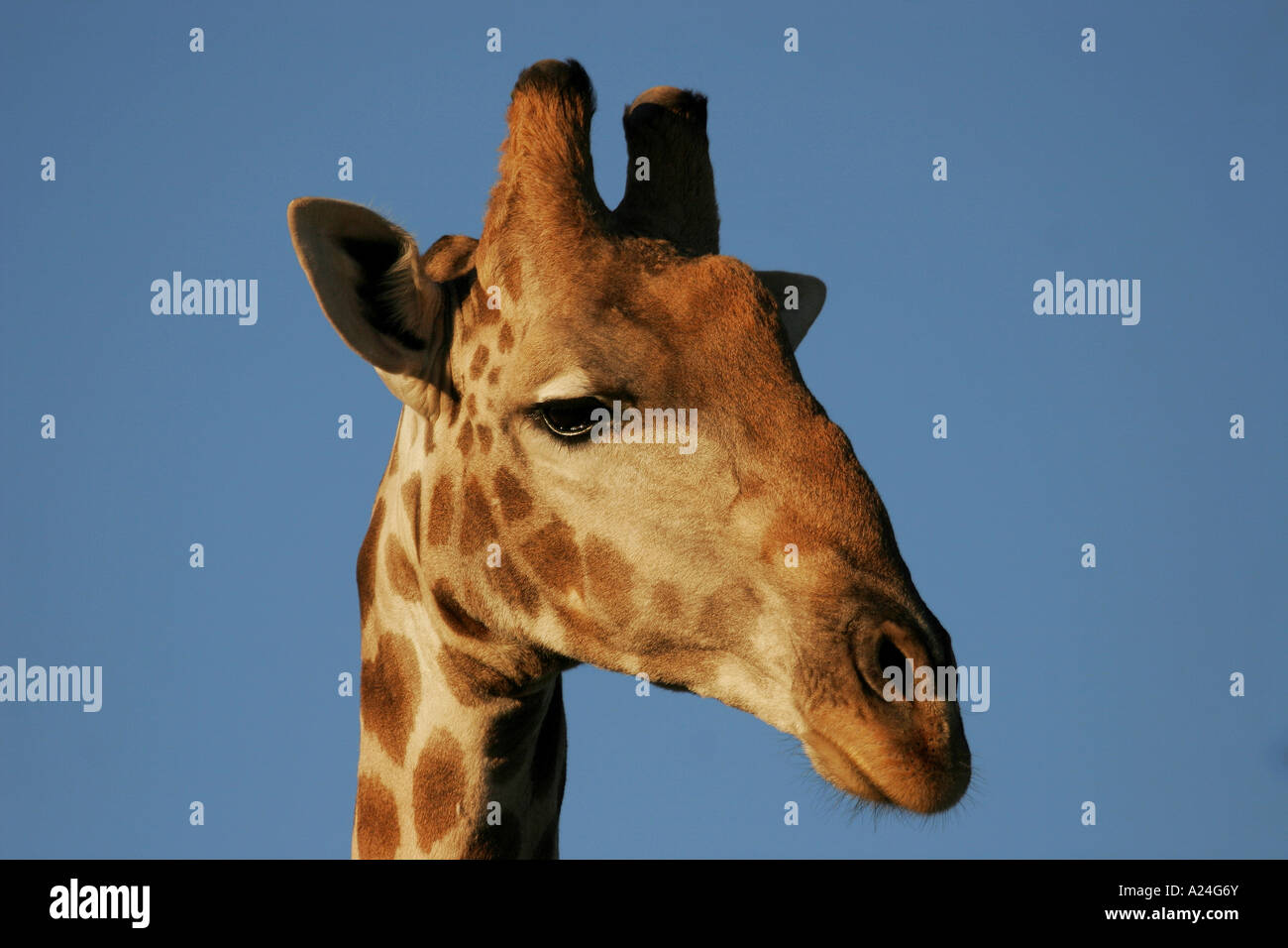 Giraffe portrait head hi-res stock photography and images - Alamy