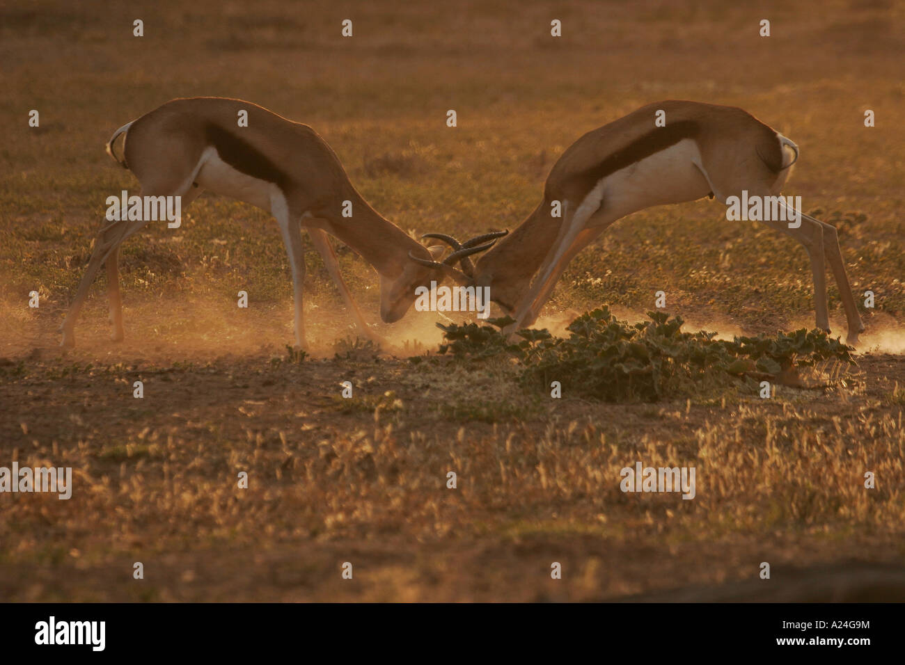 Springbok with young hi-res stock photography and images - Alamy