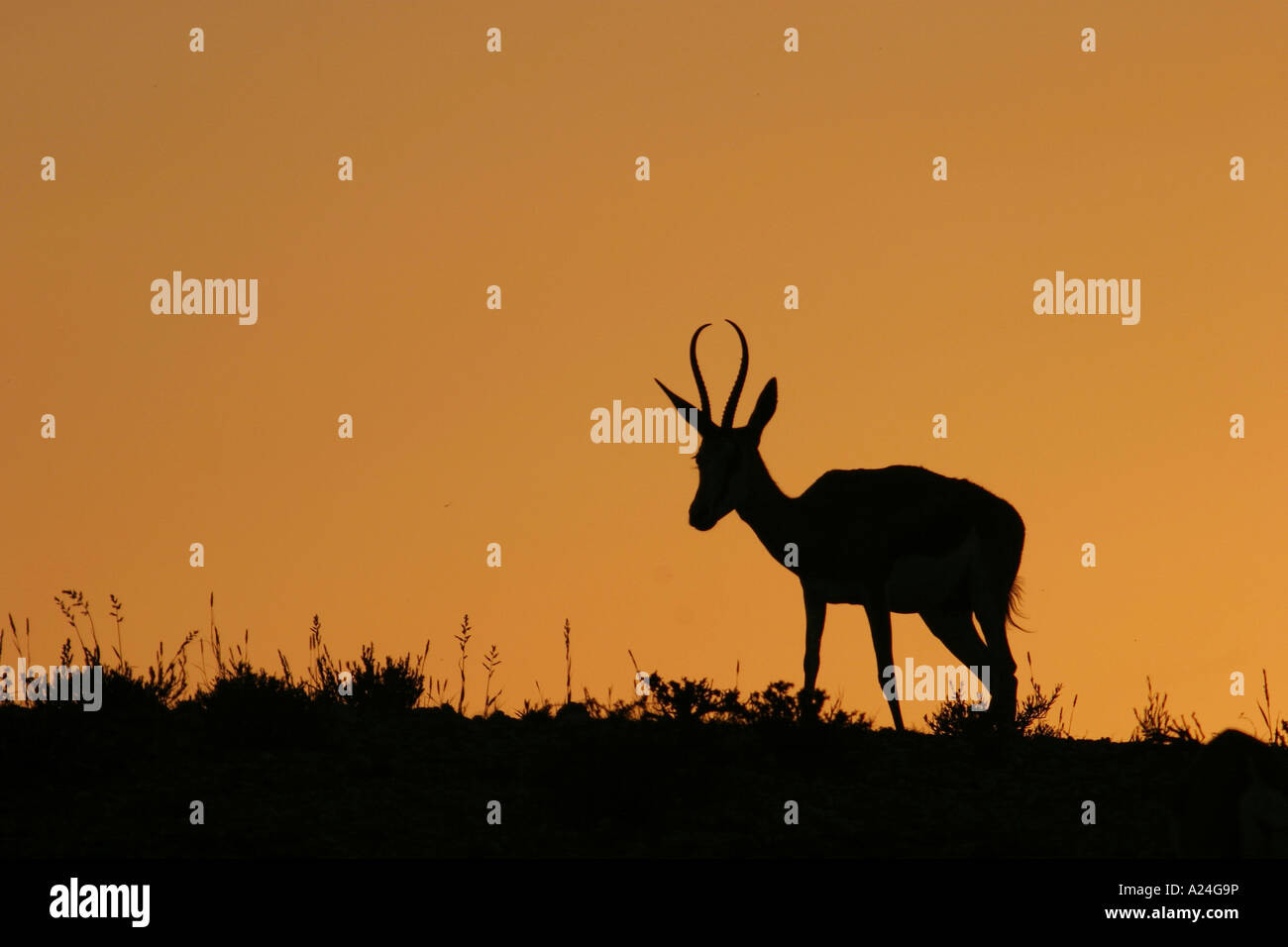 springbok silhouette at sunrise Stock Photo - Alamy