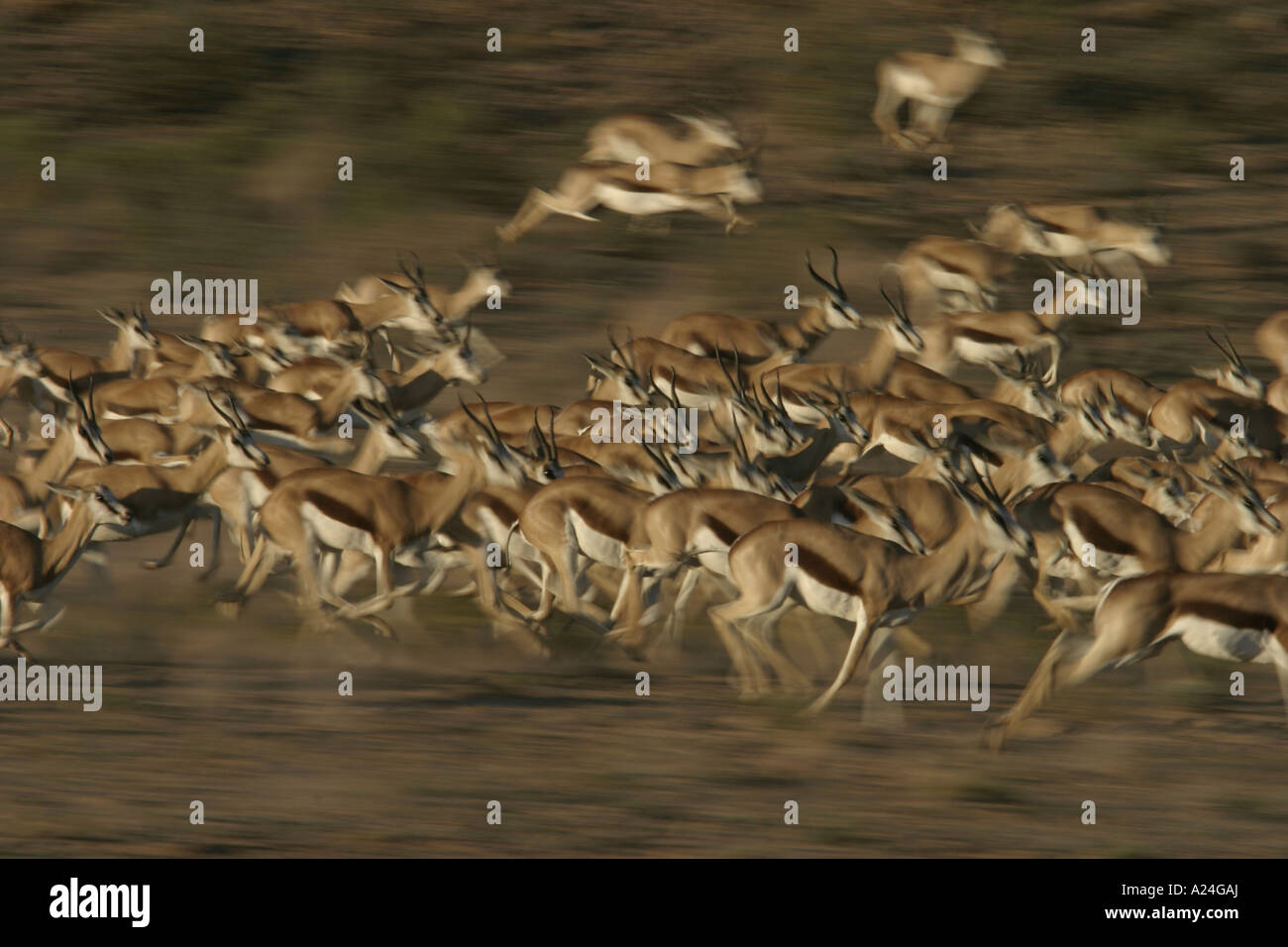 Springbok antidorcas marsupialis running kgalagadi hi-res stock ...