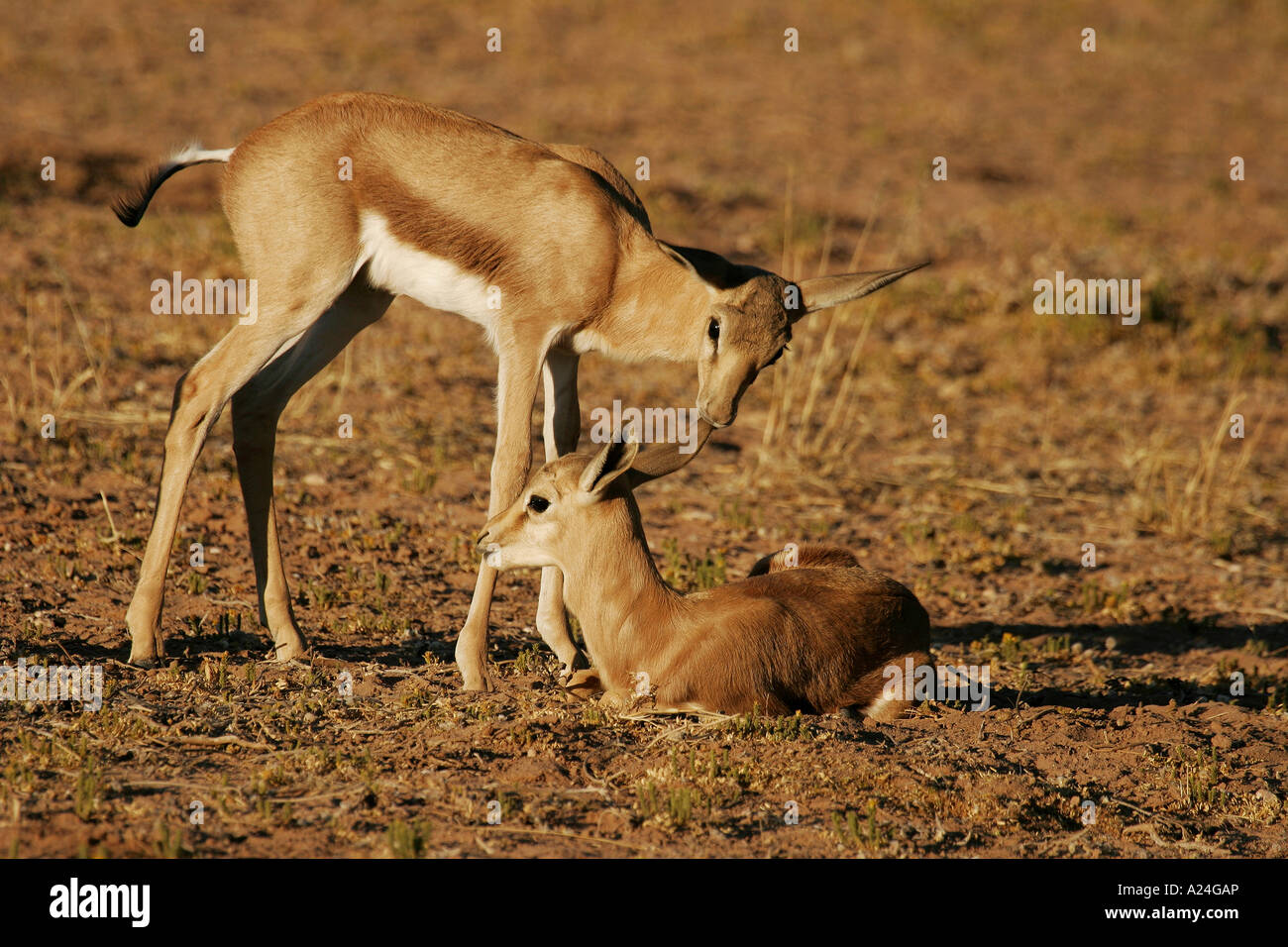 young springbok duo Stock Photo - Alamy