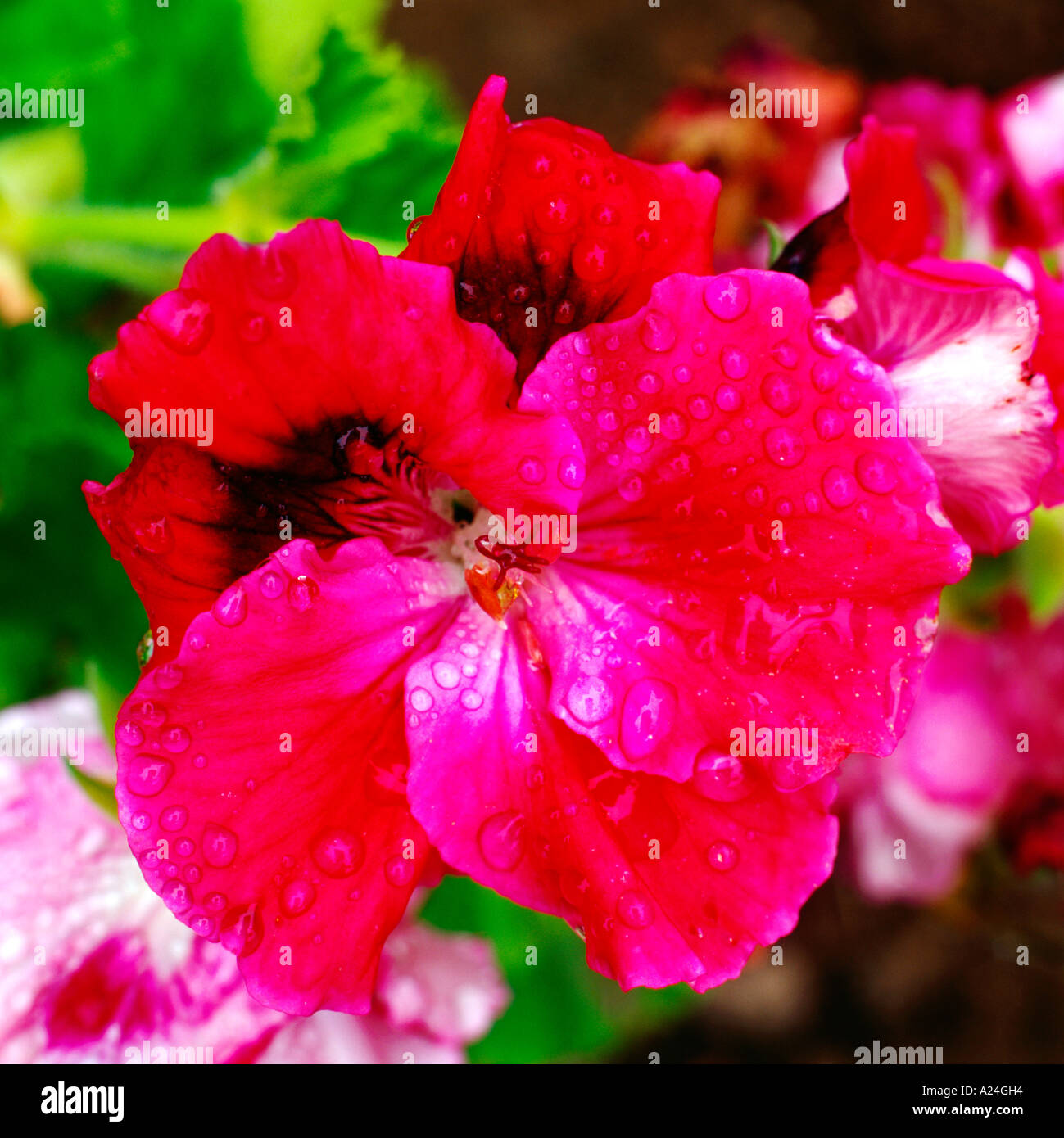 Regal geranium pelargonium domesticum hi-res stock photography and ...
