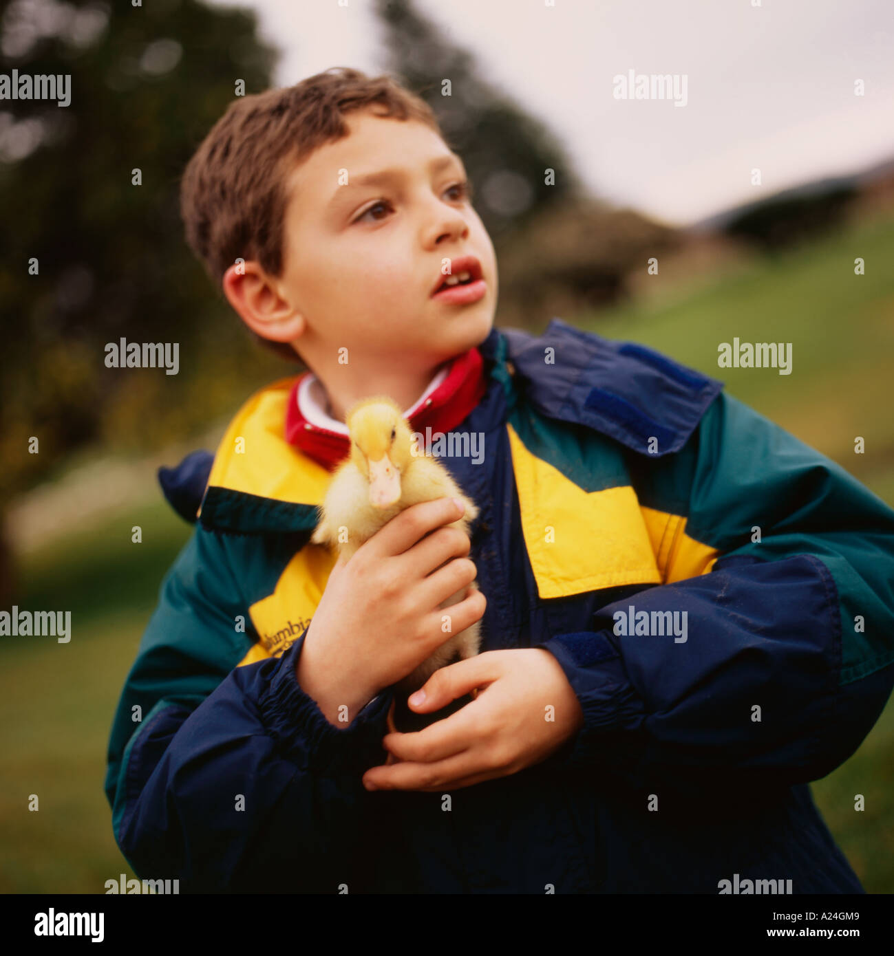 Duck companionship hi-res stock photography and images - Alamy