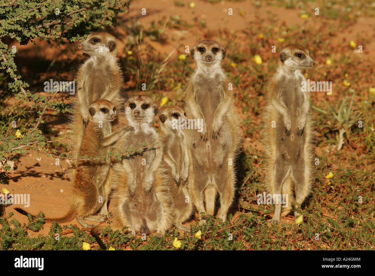 sun basking suricate family Stock Photo - Alamy