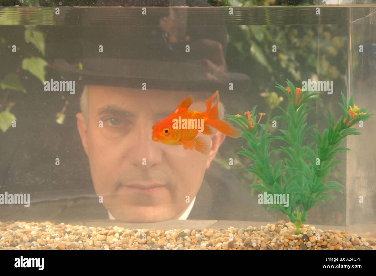Man looking goldfish hi-res stock photography and images - Alamy