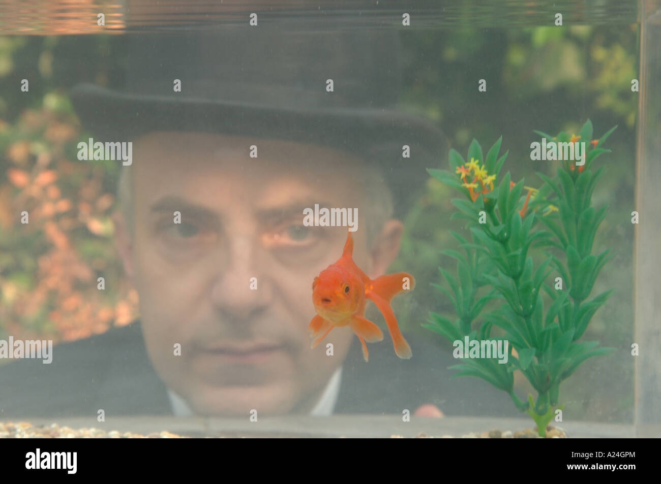 Man in bowler hat looking at goldfish in tank Stock Photo - Alamy