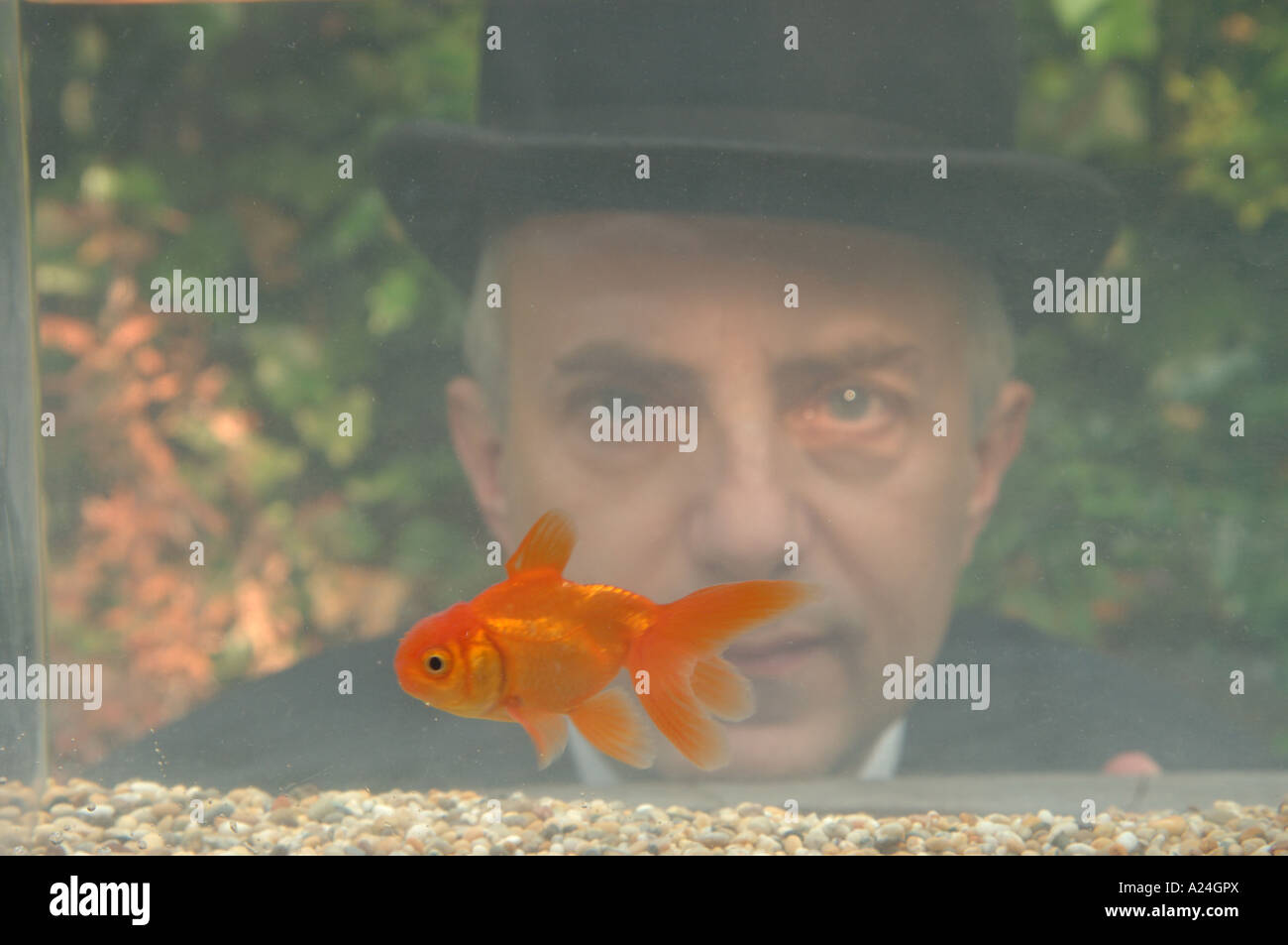 Man with goldfish hi-res stock photography and images - Alamy