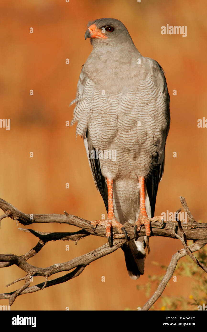 Pale chanting goshawk on perch Stock Photo - Alamy