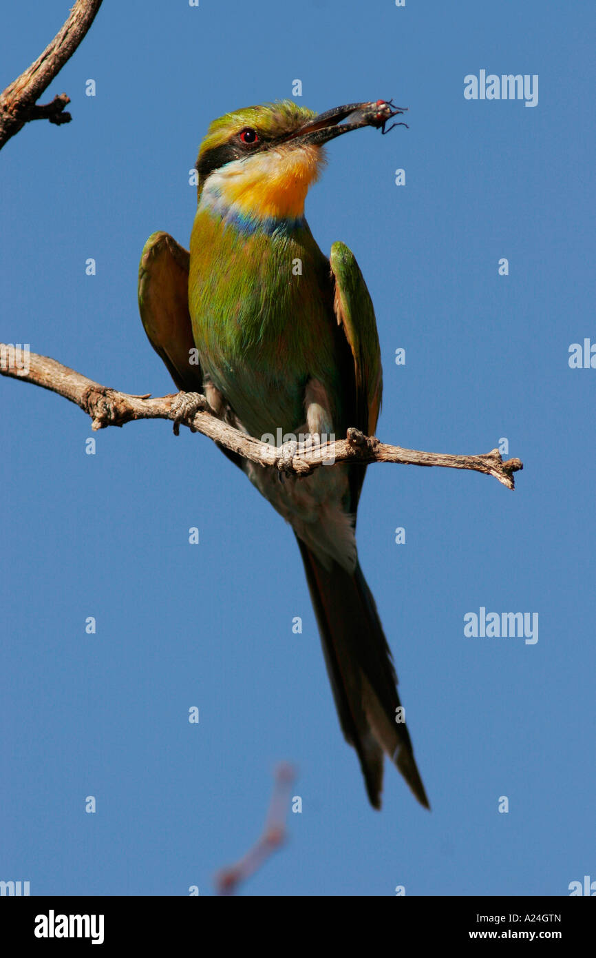 Swallow prey hi-res stock photography and images - Alamy