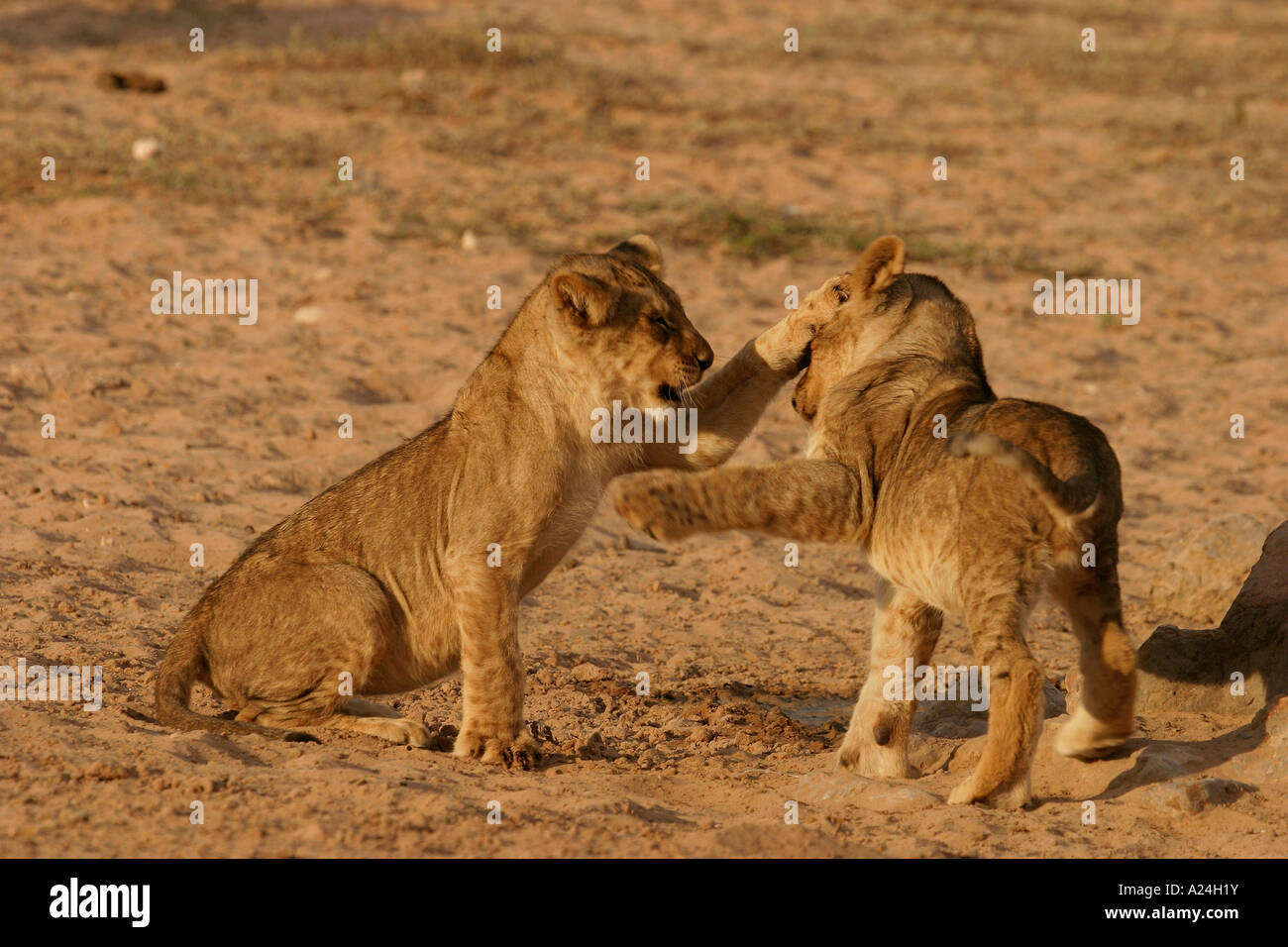 lion cubs playing Stock Photo - Alamy