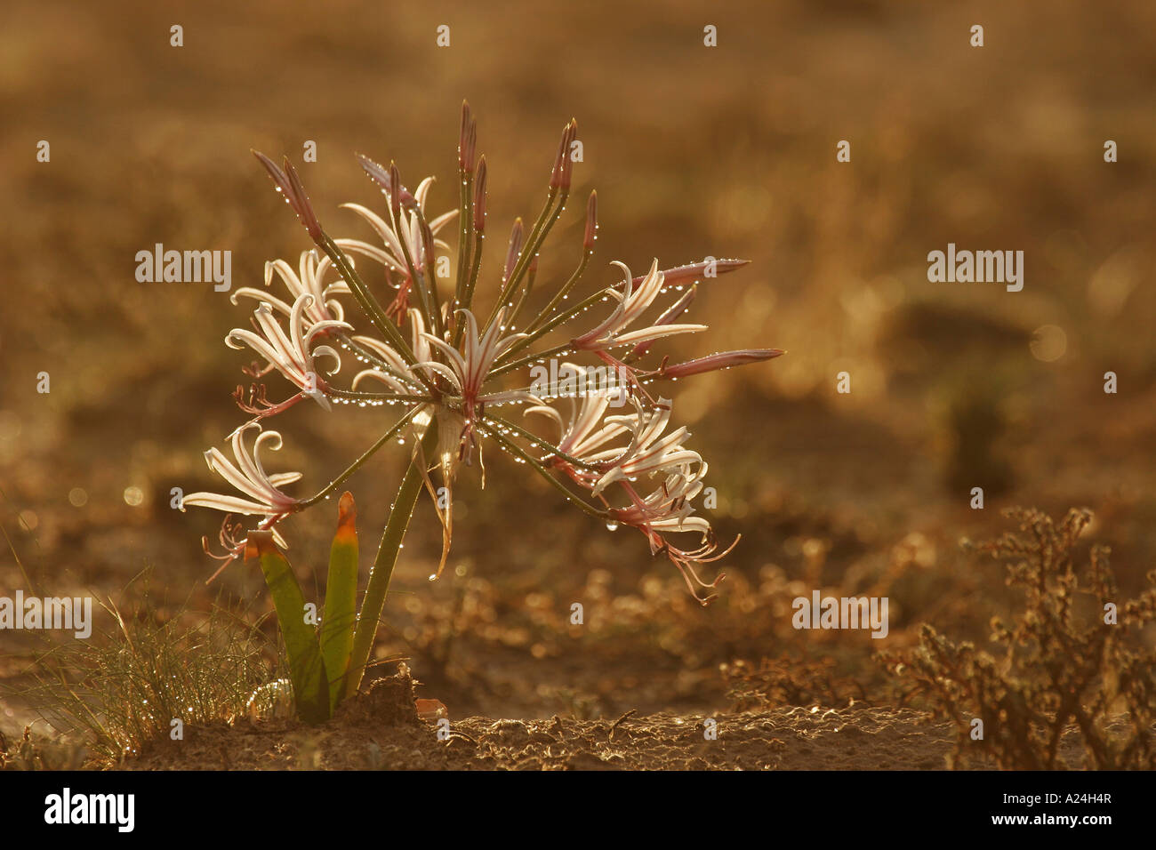 Vleilelie with dew drops Stock Photo - Alamy
