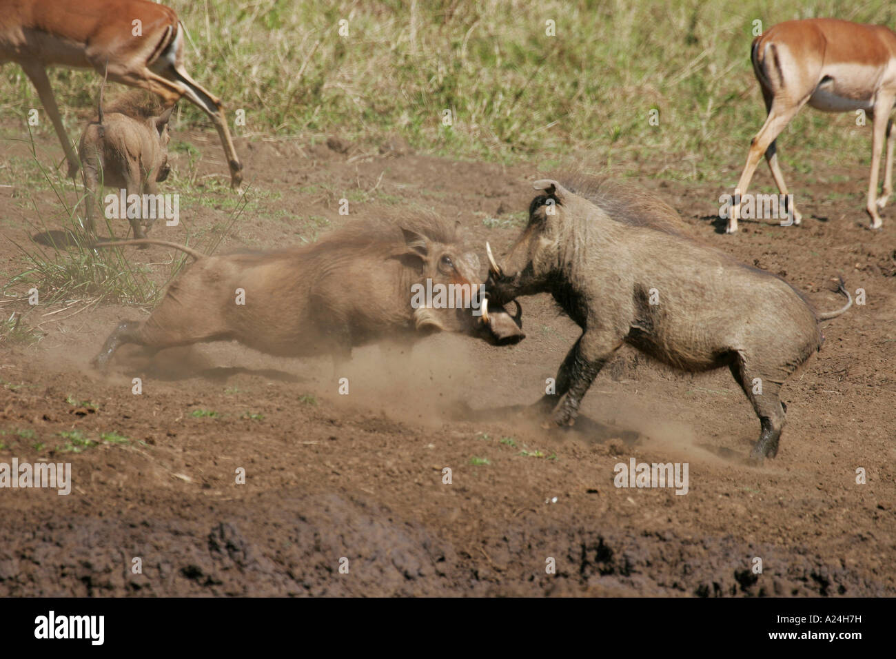 Fight duell hi-res stock photography and images - Alamy