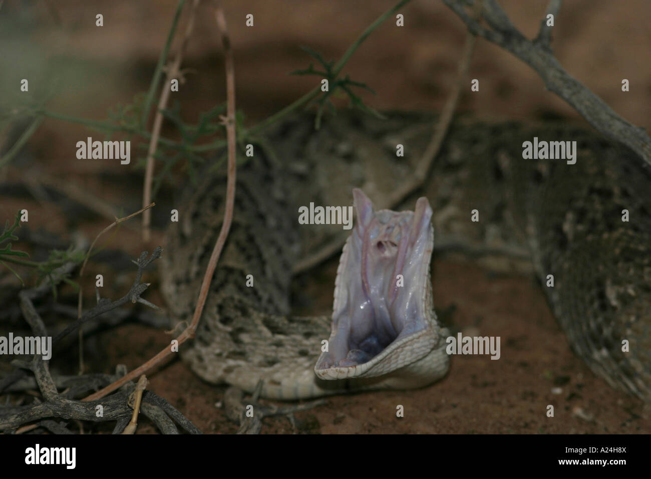 Puff adder showing teeth Stock Photo - Alamy