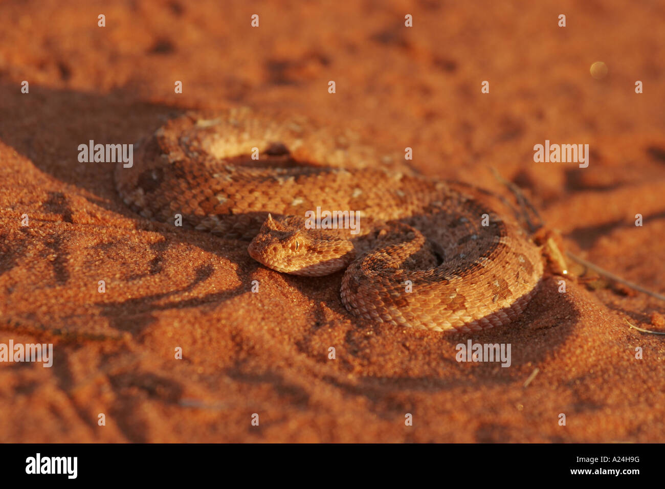 Horned adder coiled up Stock Photo - Alamy