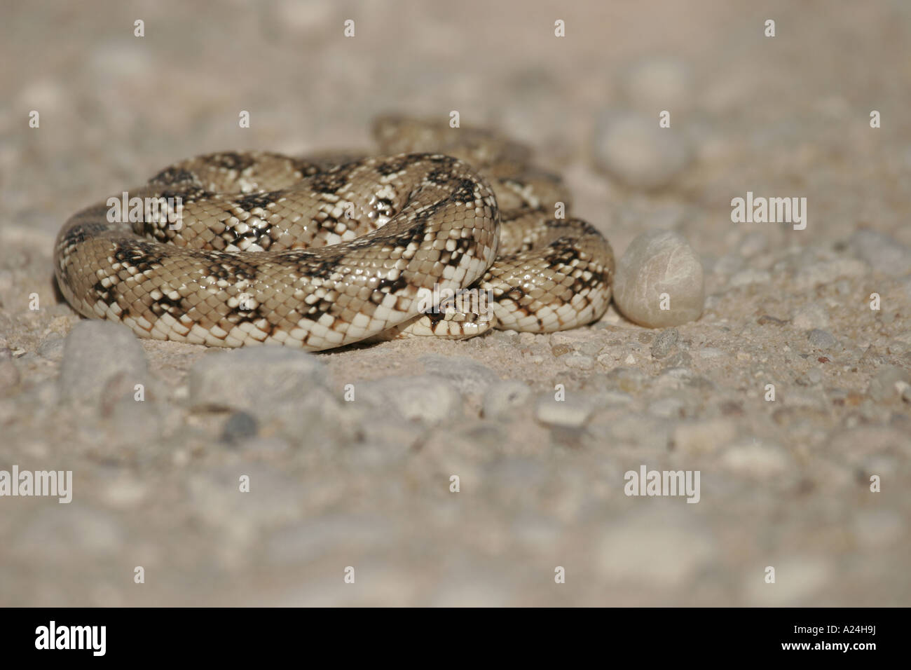 dwarf beaked snake coiled up Stock Photo - Alamy