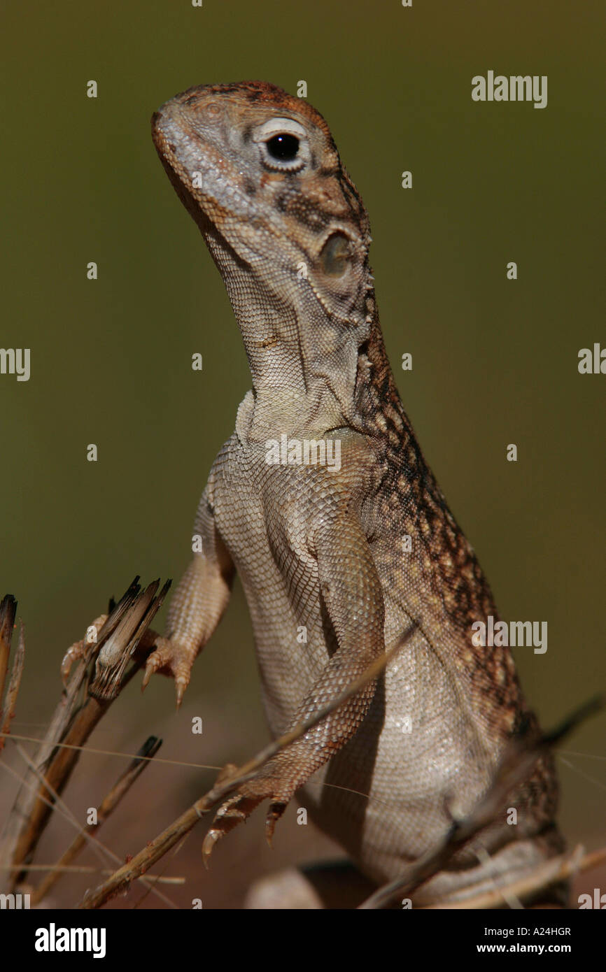 Central Netted Dragon portrait Stock Photo - Alamy