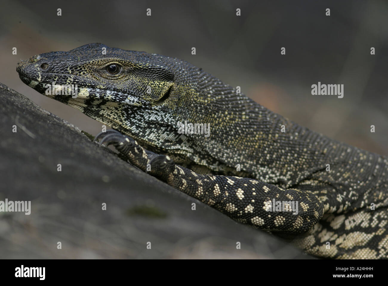 Lace monitor portrait Stock Photo - Alamy