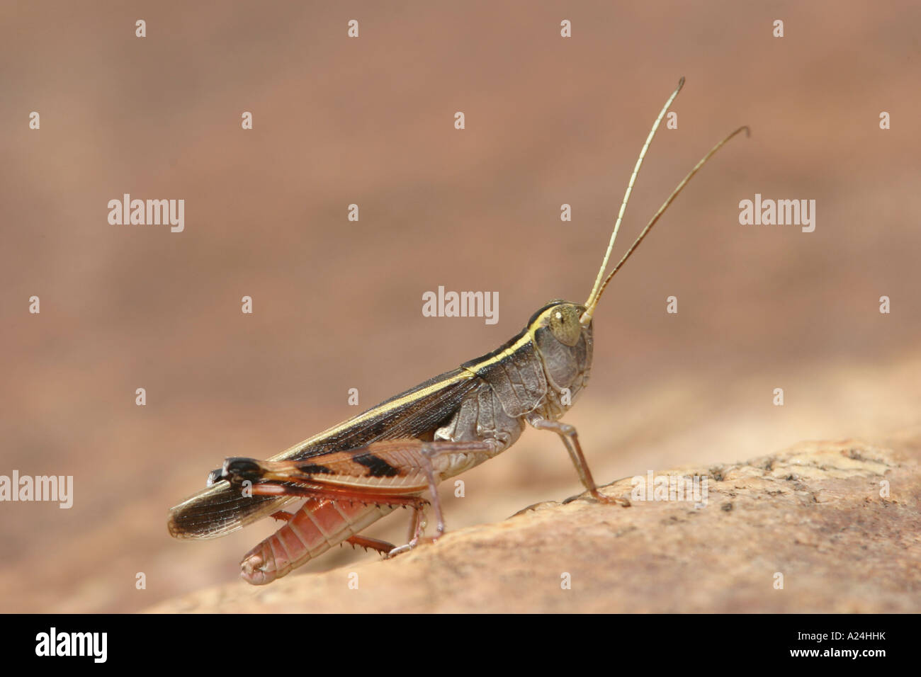 Insect under rock hi-res stock photography and images - Alamy