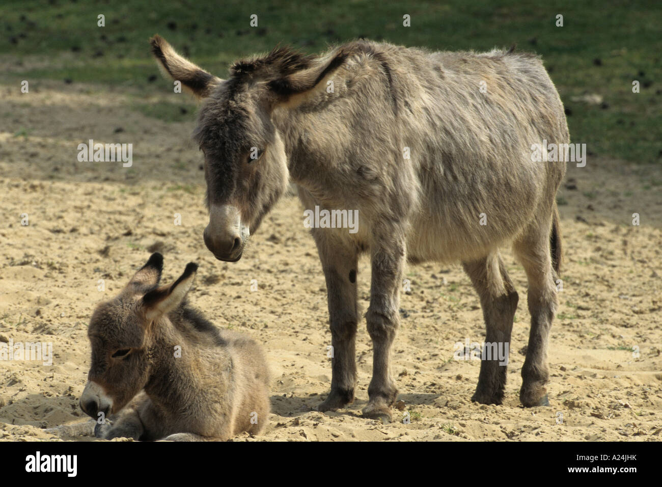 Esel Donkey Donkey Stock Photo - Alamy