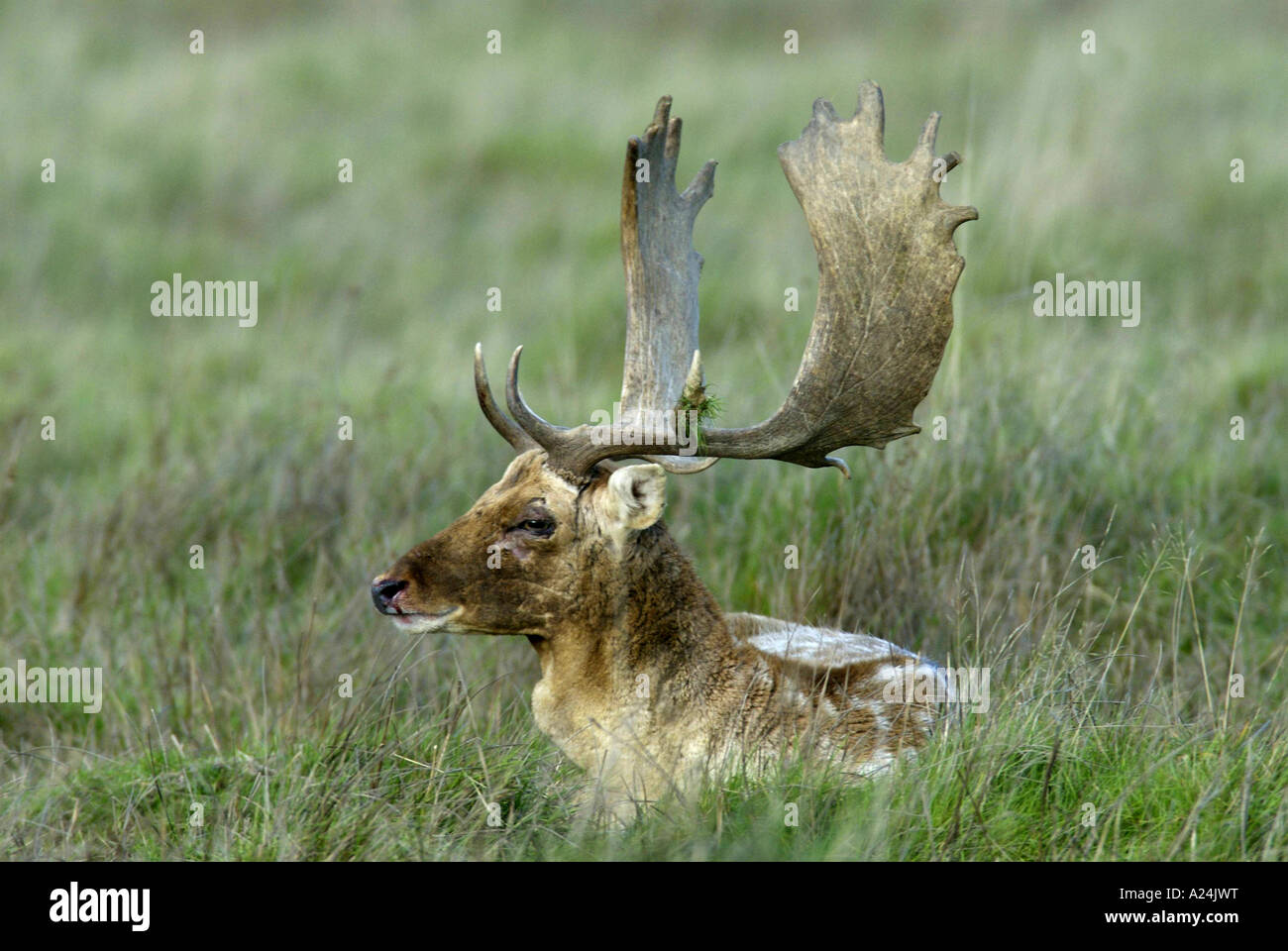 Mature fallow deer buck with antlers hi-res stock photography and ...