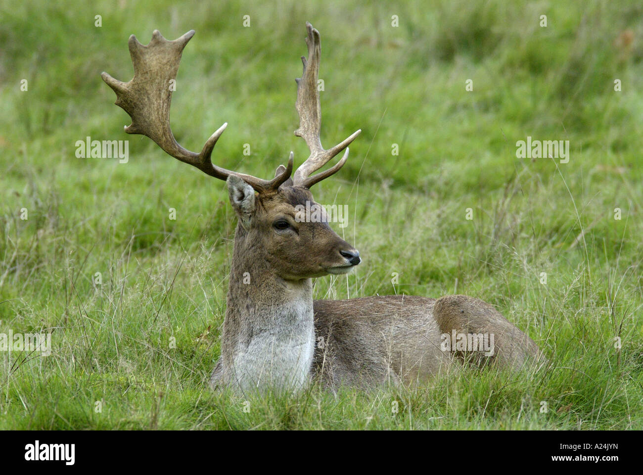 A mature fallow buck in the rutting season Stock Photo - Alamy