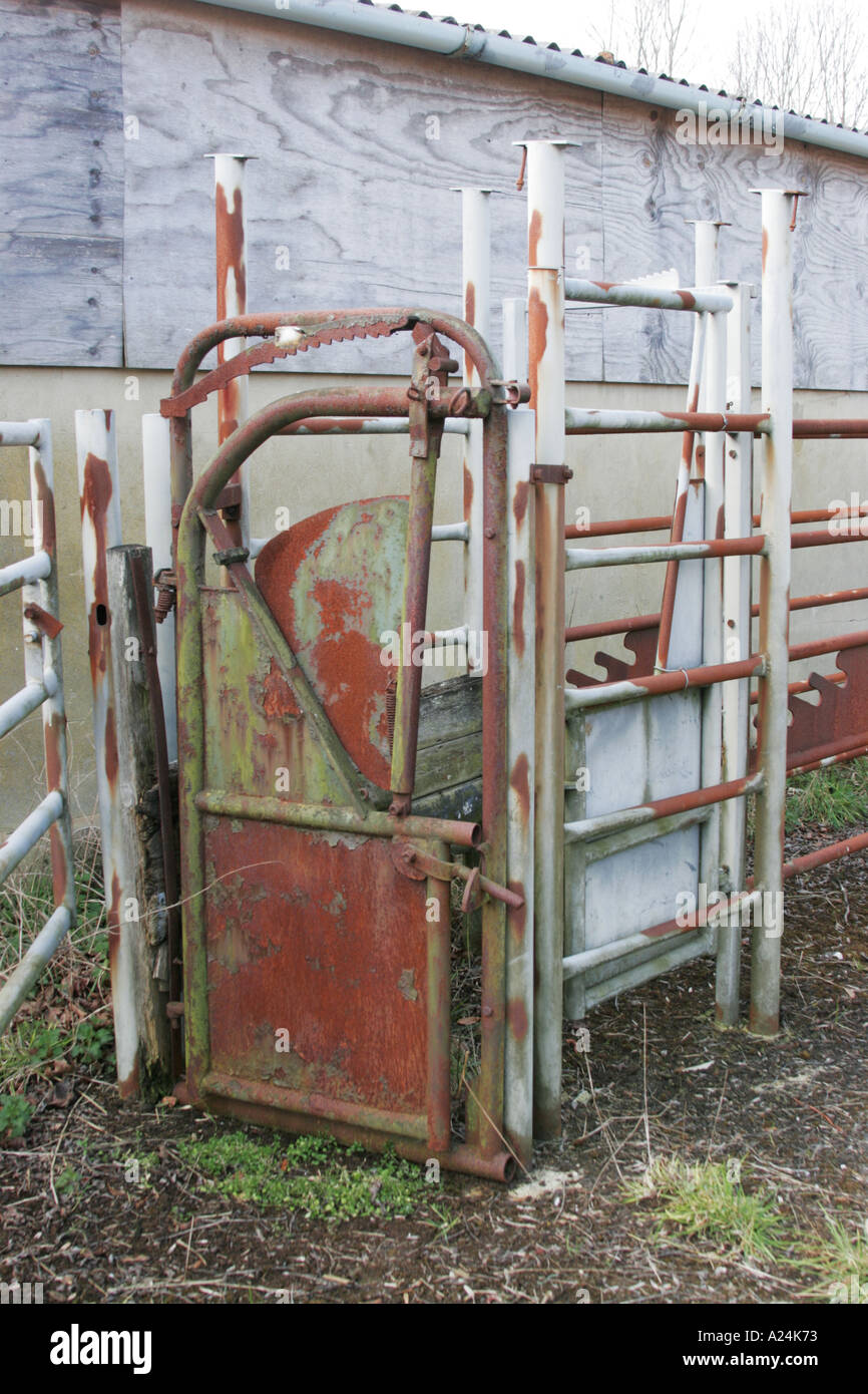 Animal clamp Sheep cattle farm yard farming Stock Photo - Alamy