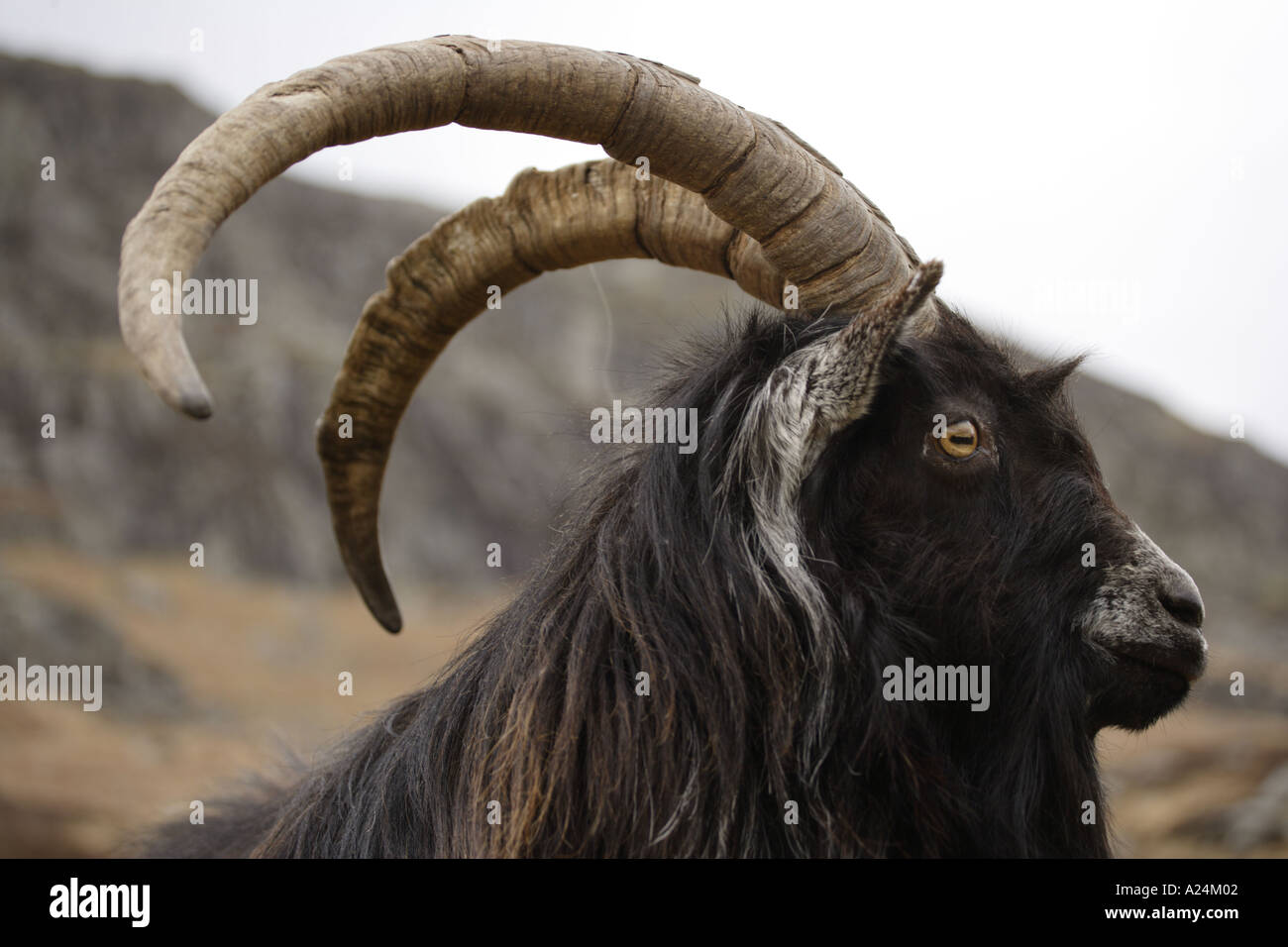 Galloway Forest Wild Goat Park ram Stock Photo - Alamy