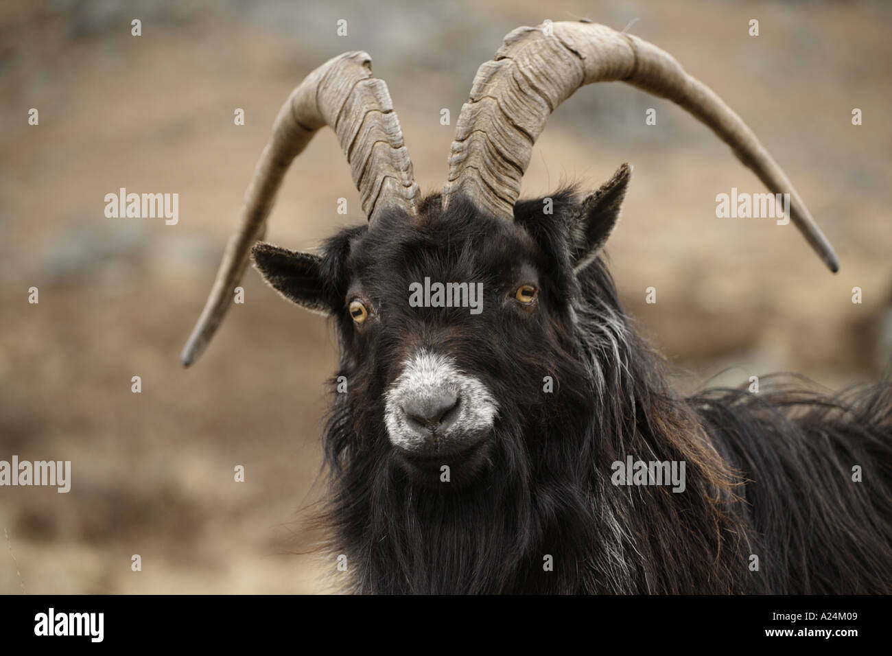 Galloway Forest Wild Goat Park ram Stock Photo - Alamy