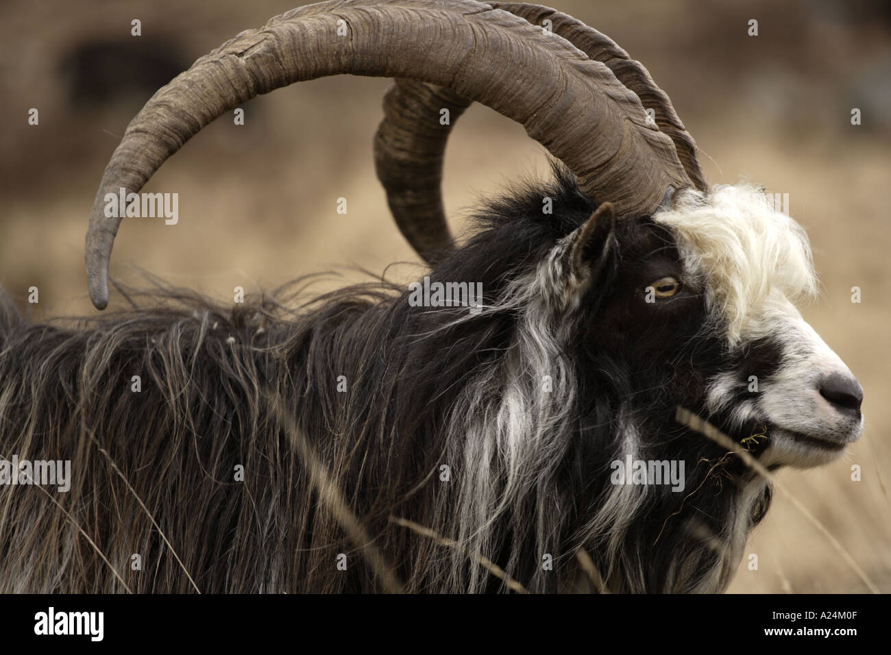 Galloway Forest Wild Goat Park ram Stock Photo - Alamy