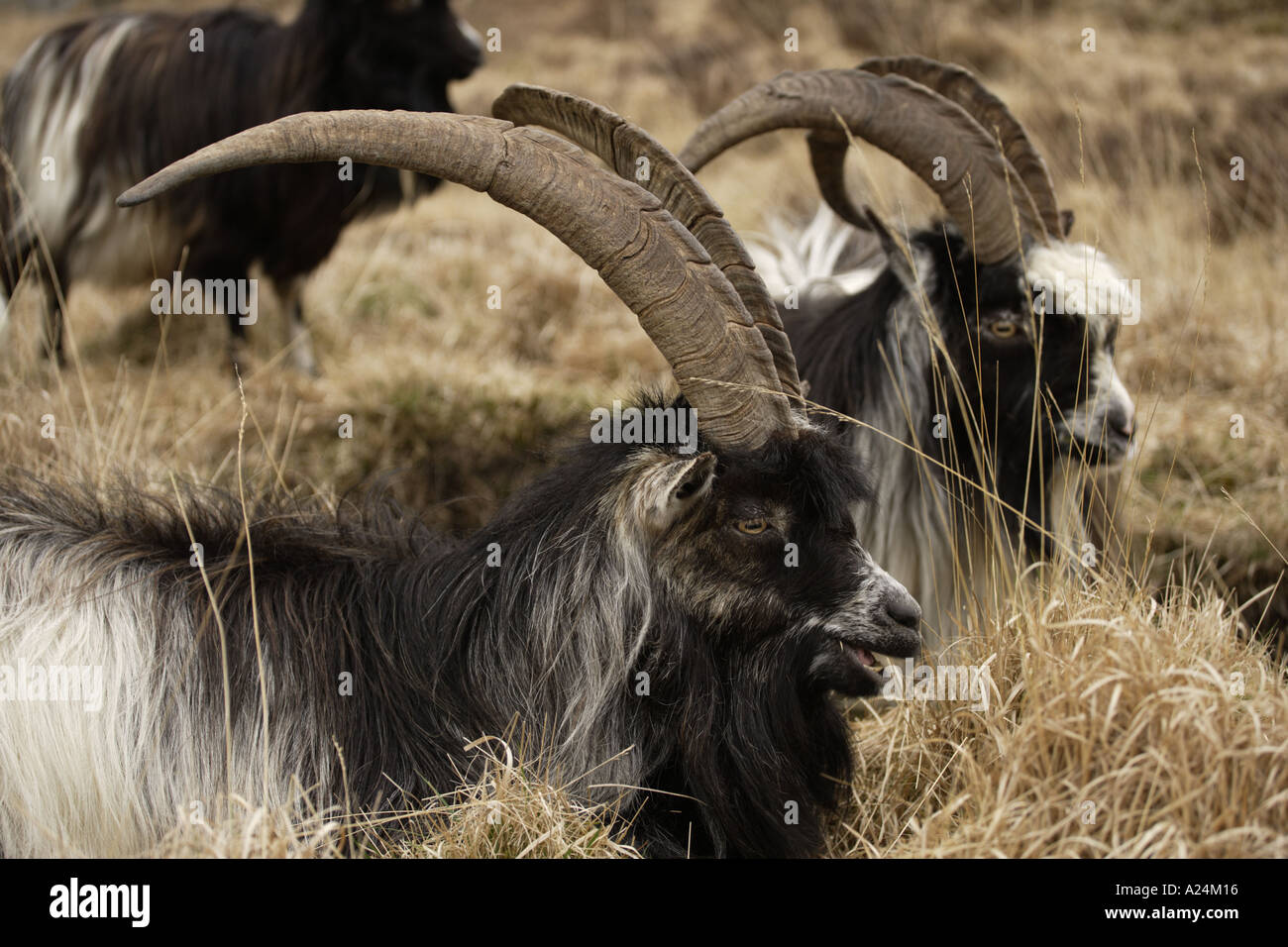 Galloway Forest Wild Goat Park ram Stock Photo - Alamy