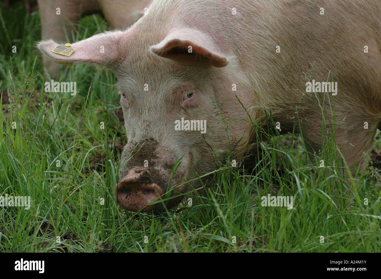 Domestic Pig Hausschwein Stock Photo - Alamy