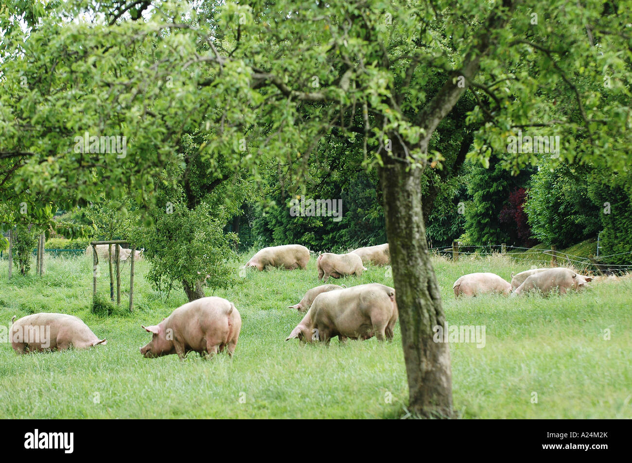 Domestic Pig Hausschwein Stock Photo - Alamy