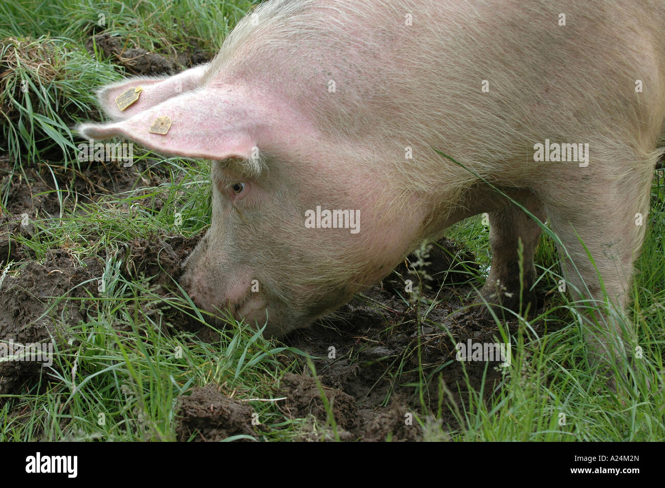Domestic Pig Hausschwein Stock Photo - Alamy