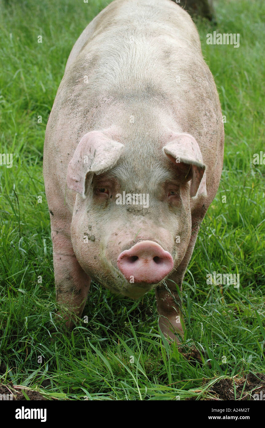 Domestic Pig Hausschwein Stock Photo - Alamy