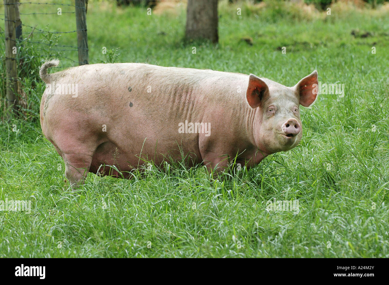 Domestic Pig Hausschwein Stock Photo - Alamy