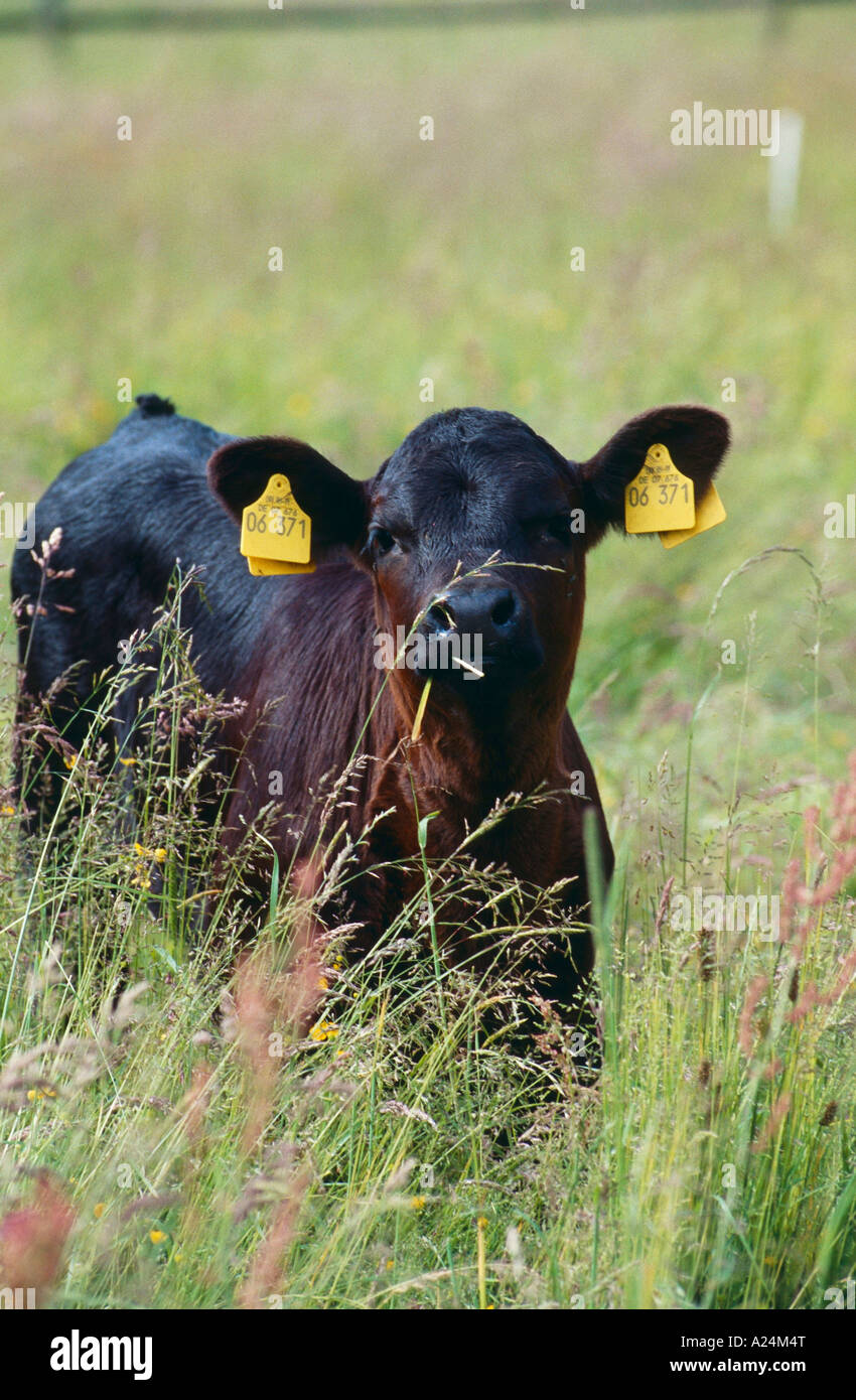 Hausrind Domestic Cattle Stock Photo - Alamy
