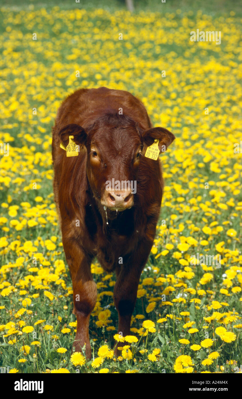 Hausrind Domestic Cattle Stock Photo - Alamy