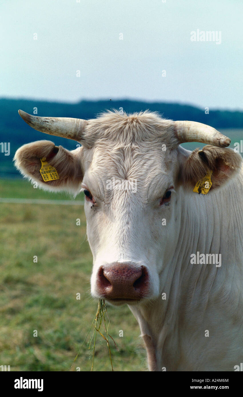 Milchkuh Deutschland European Milk Cow Germany Stock Photo - Alamy