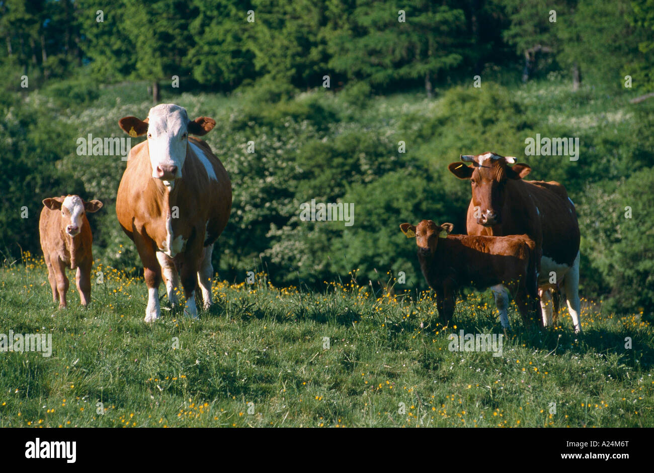 Milchkuh Deutschland European Milk Cow Germany Stock Photo - Alamy