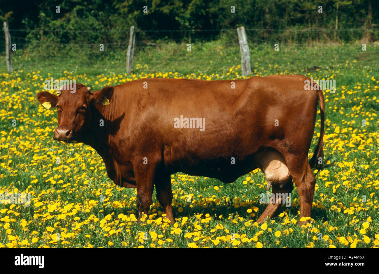 Milchkuh Deutschland European Milk Cow Germany Stock Photo - Alamy