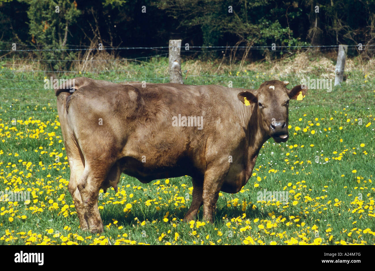Milchkuh Deutschland European Milk Cow Germany Stock Photo - Alamy