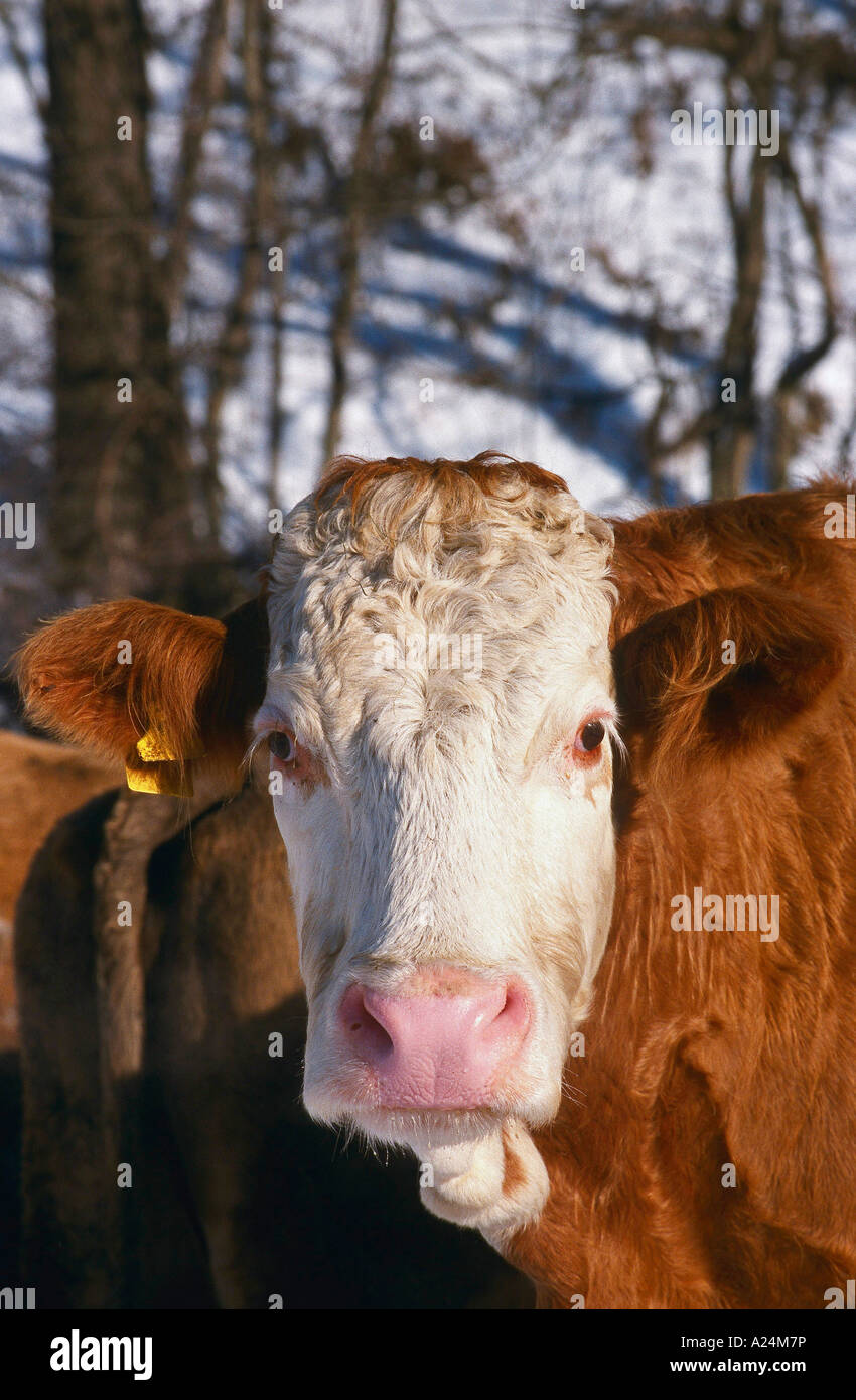 Milchkuh Deutschland European Milk Cow Germany Stock Photo - Alamy