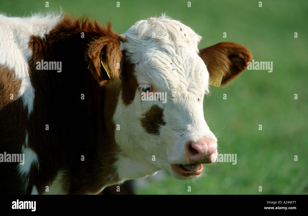 Milchkuh Deutschland European Milk Cow Germany Stock Photo - Alamy