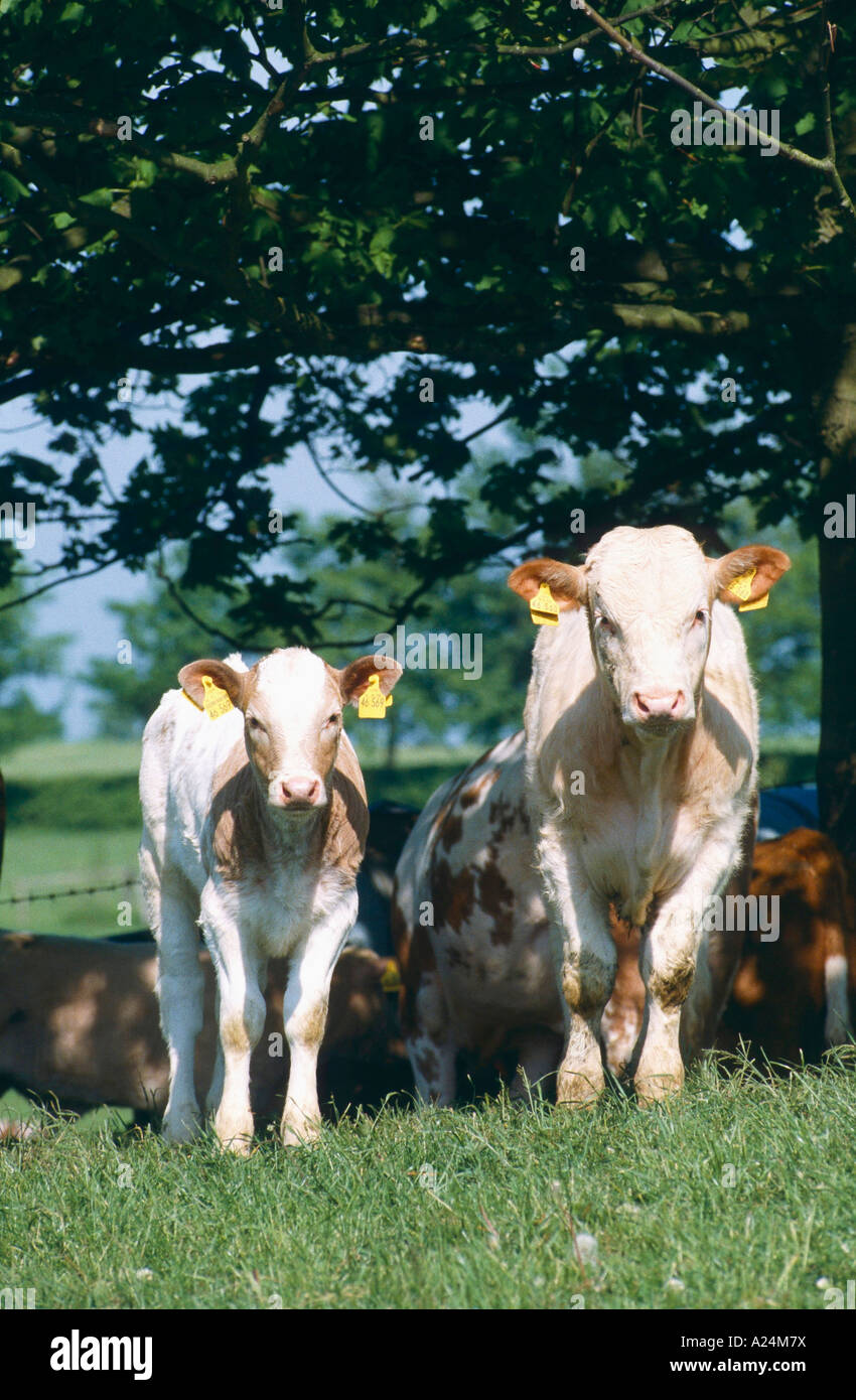 Milchkuh Deutschland European Milk Cow Germany Stock Photo - Alamy