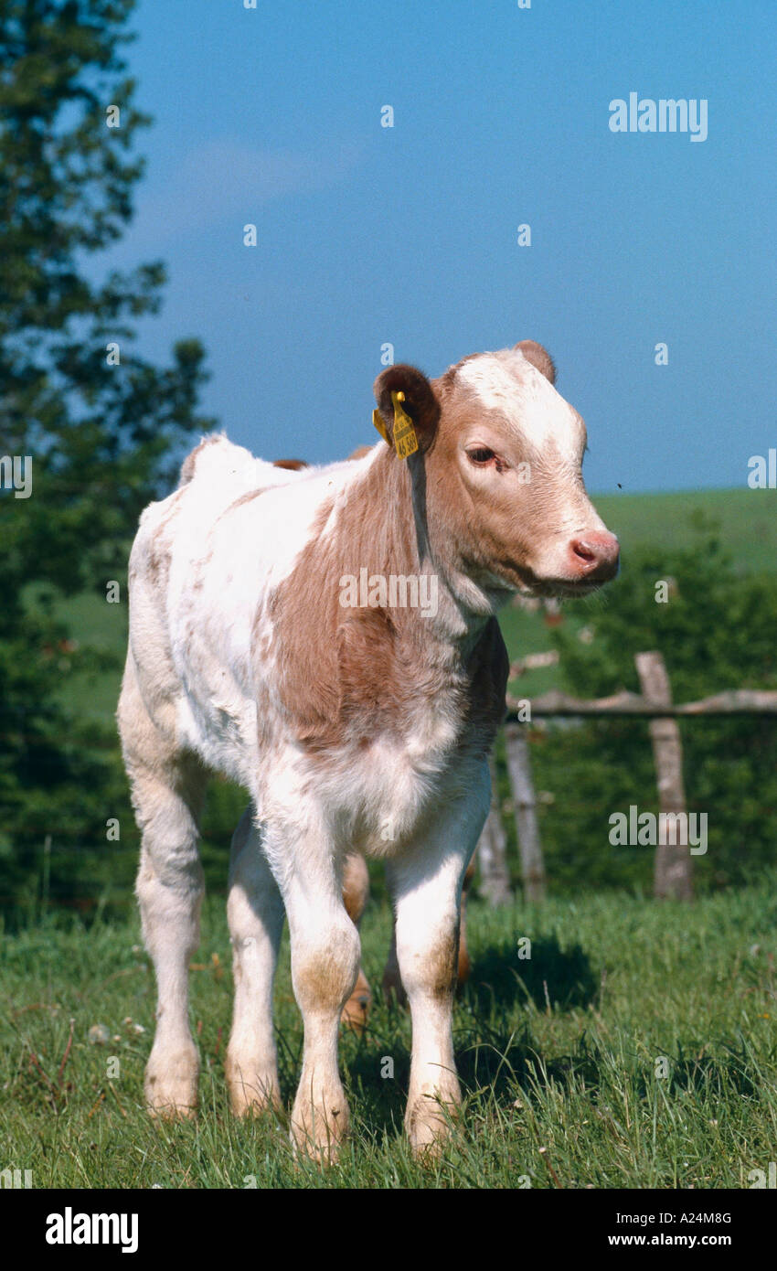 Milchkuh Kalb High Resolution Stock Photography and Images - Alamy